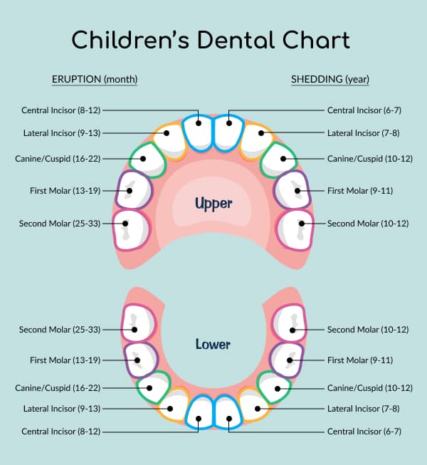 Pediatric Oral Health Guide - Dakota Pediatric Dentistry